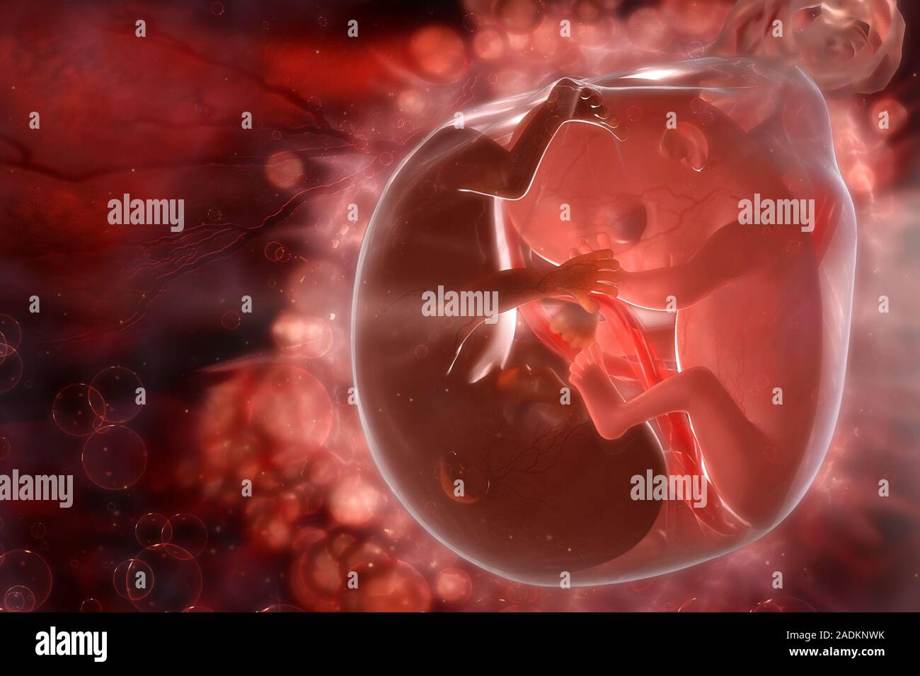 Twins foetuses. Computer artwork of different coloured twin foetuses in ...