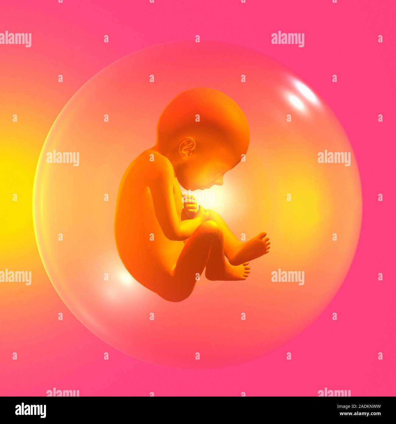 Foetus in bubble. Conceptual computer artwork of a foetus surrounded by ...