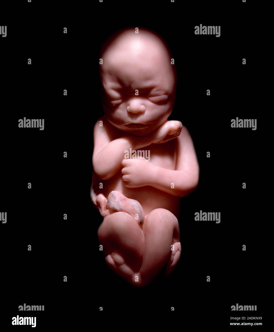 Foetus. Model of a foetus during an advanced stage of development Stock ...