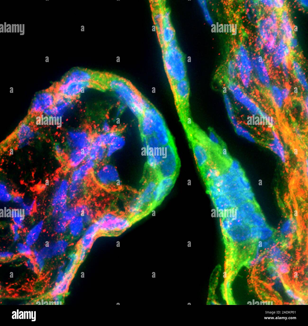 Formation of placenta, fluorescence deconvolution micrograph ...