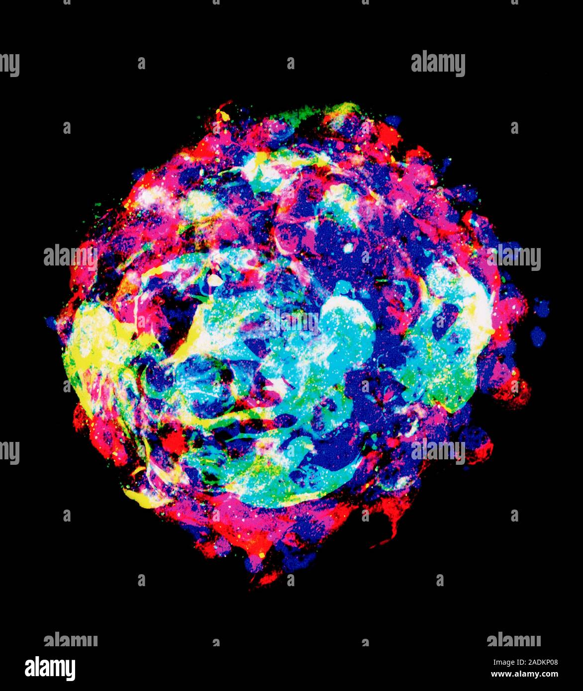 Early embryo. Confocal light micrograph of an early embryo showing ...