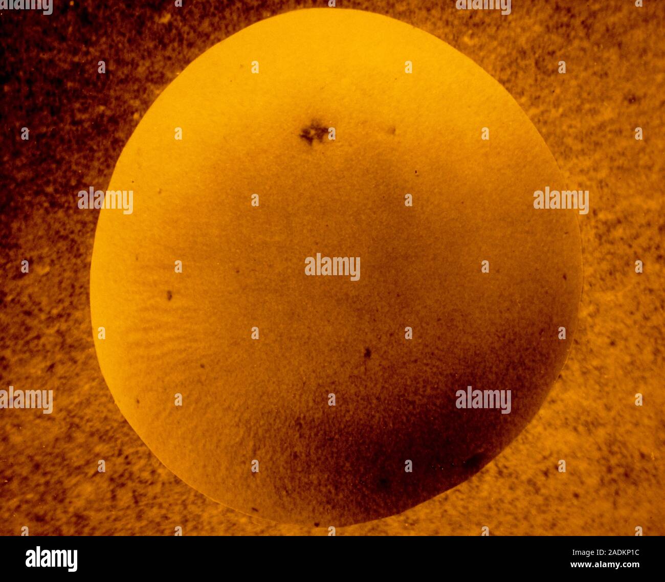 False-colour scanning electron micrograph (SEM) of a fertilised frog ...