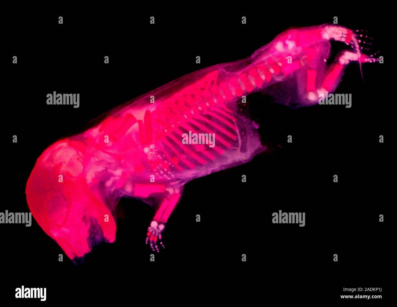 Photograph showing mouse foetus. Magnification: x0.5 (35mm size Stock ...