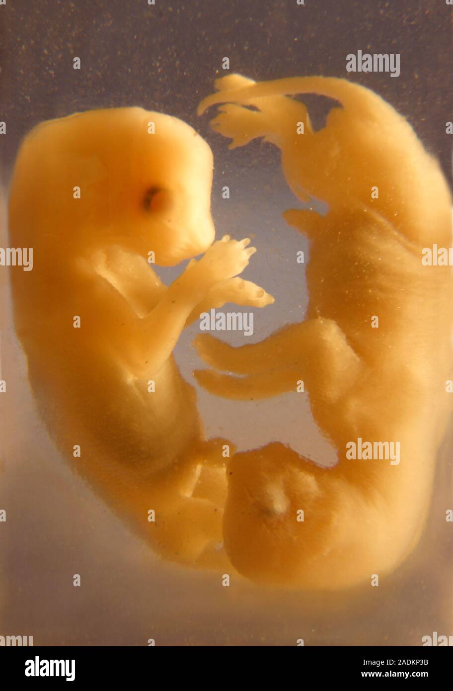 Cat foetuses. Pair of cat foetuses (Felis sp.) preserved in embalming ...