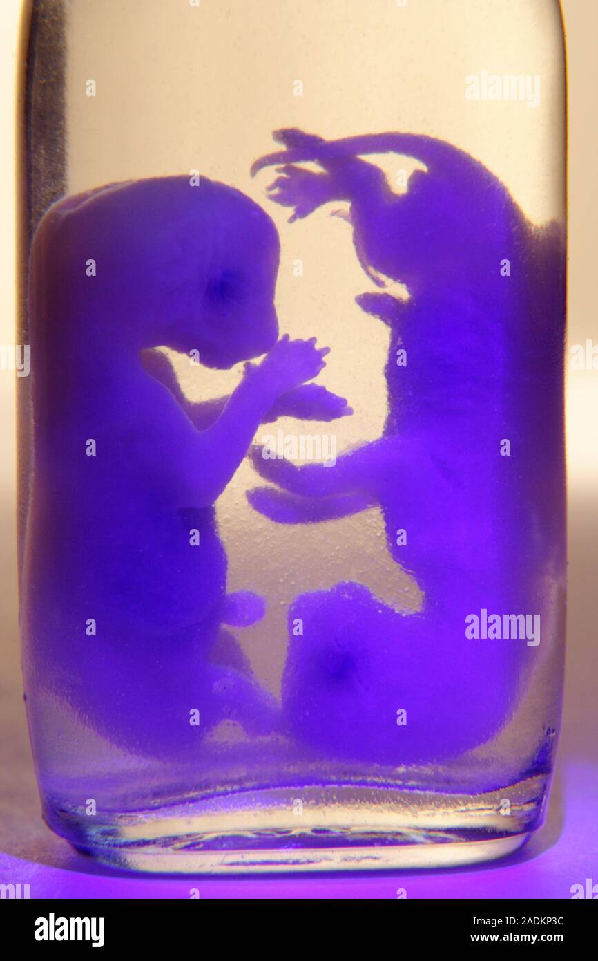 Cat foetuses. Pair of cat foetuses (Felis sp.) preserved in embalming ...