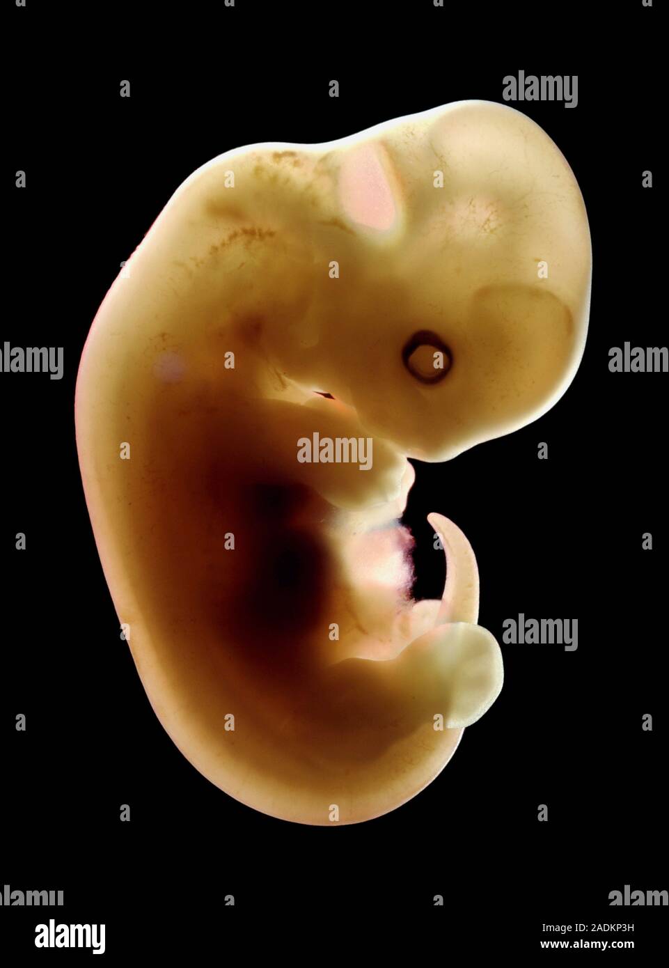 Cat embryo. Macrophotograph of a 2 week old cat embryo (Felis catus ...