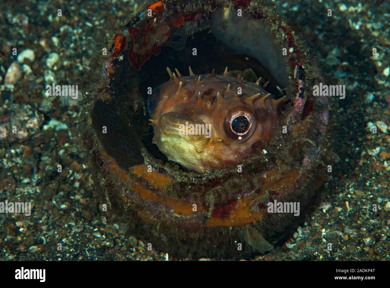Orbicular Burrfish Ciclychthys orbicularis Stock Photo - Alamy