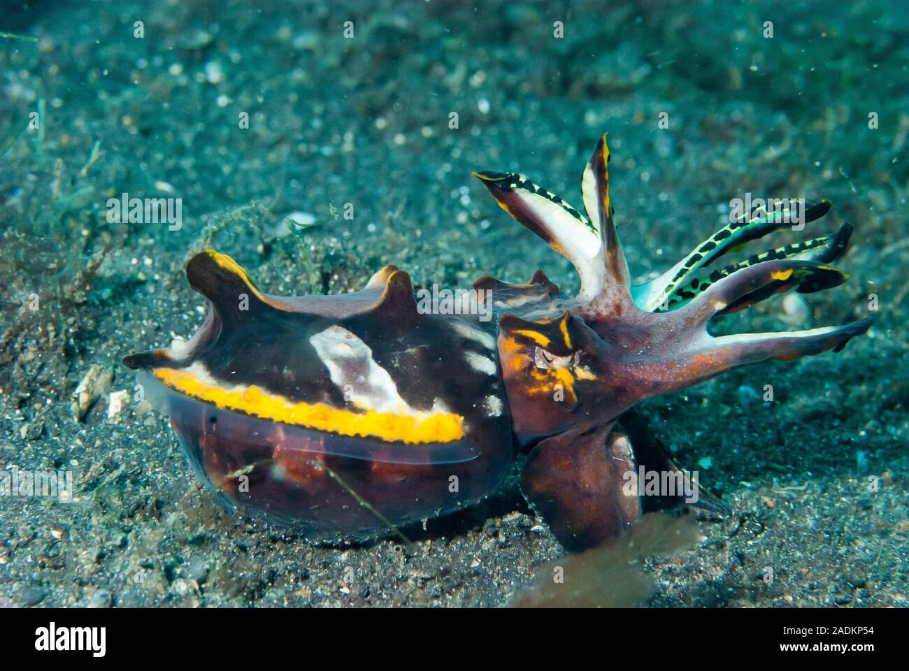 Flamboyant Cuttlefish Metasepia pfefferi Stock Photo - Alamy