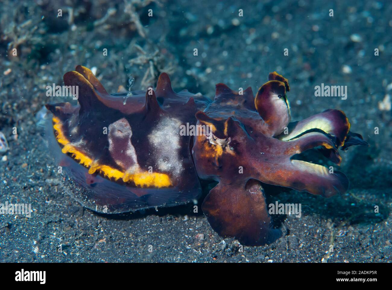 Flamboyant Cuttlefish Metasepia pfefferi Stock Photo - Alamy
