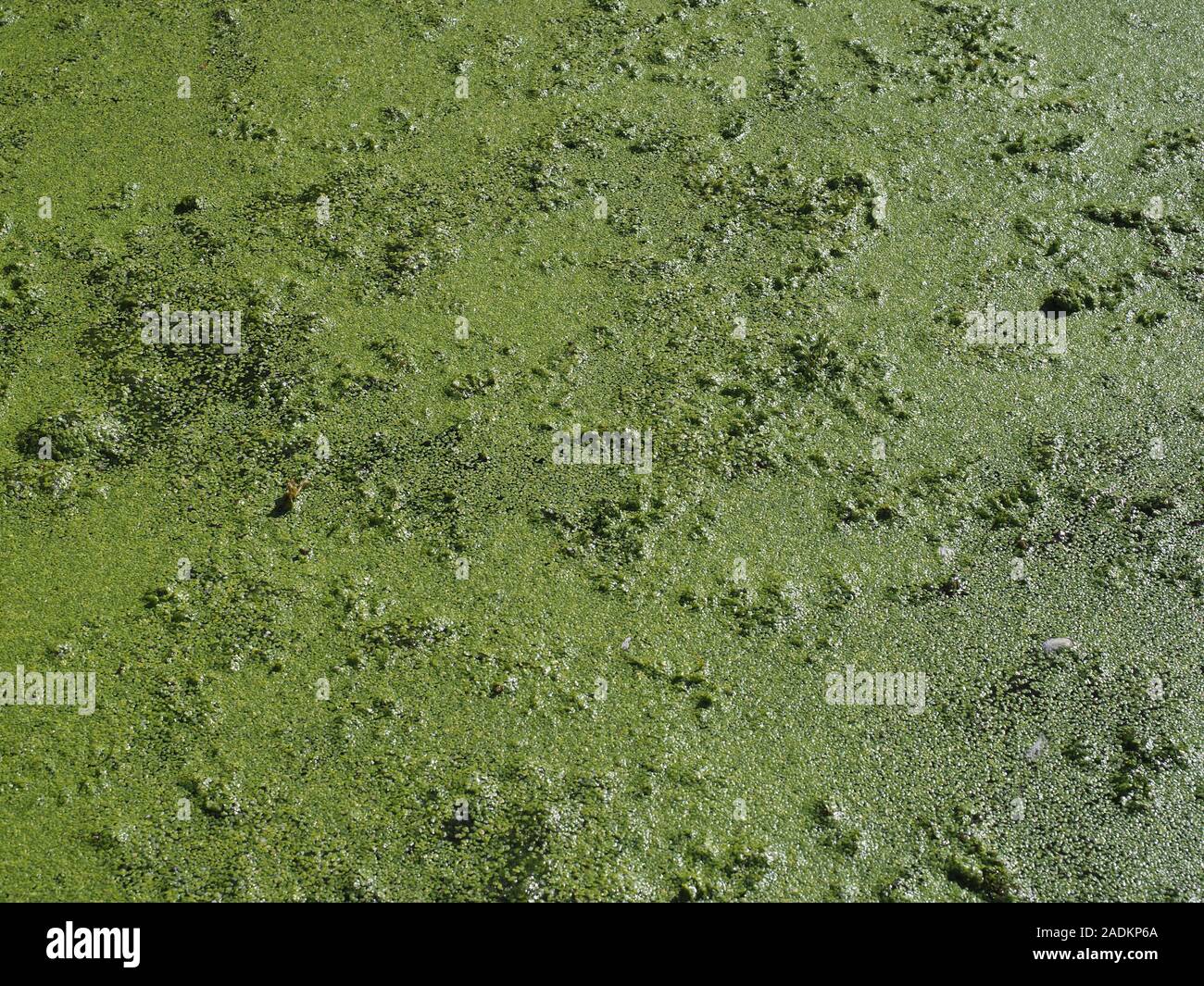 Algae floating on water surface in a pond Stock Photo - Alamy