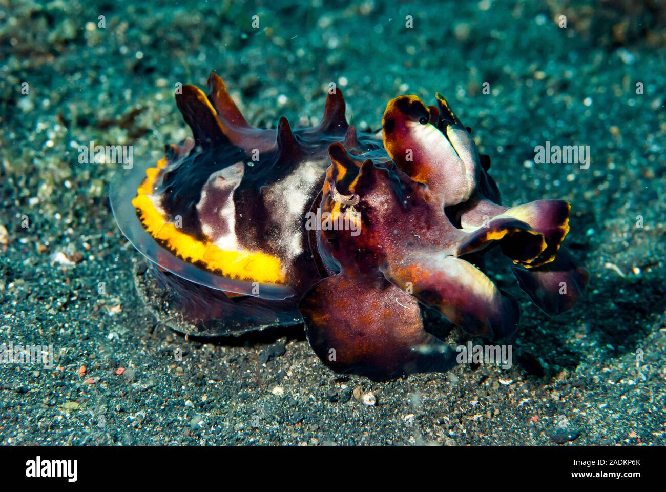 Flamboyant Cuttlefish Metasepia pfefferi Stock Photo - Alamy