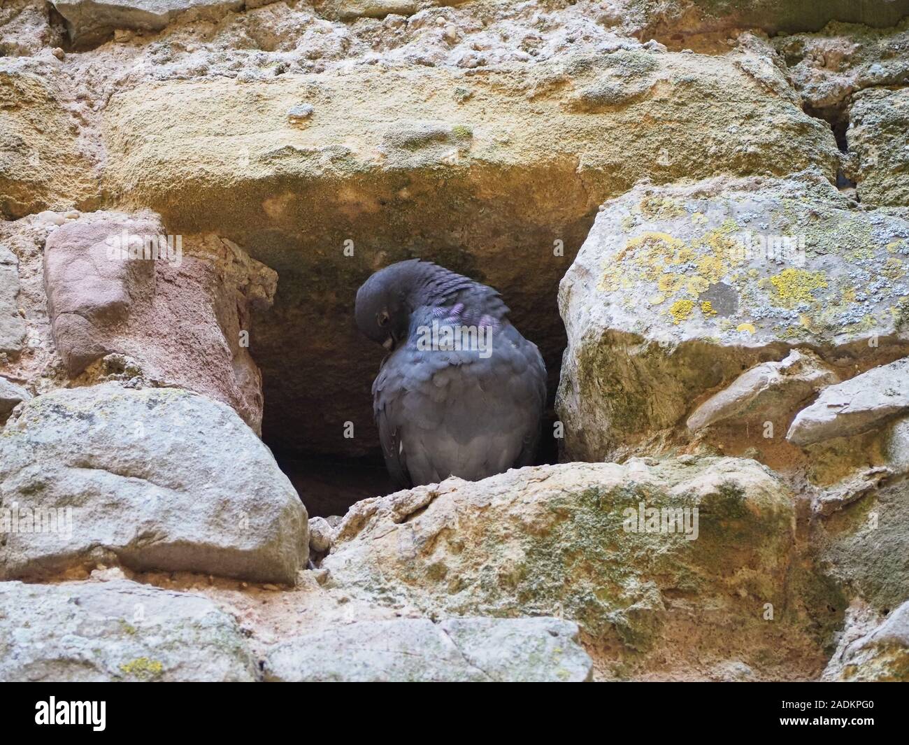 domestic pigeon animal in a hole in stone wall Stock Photo - Alamy
