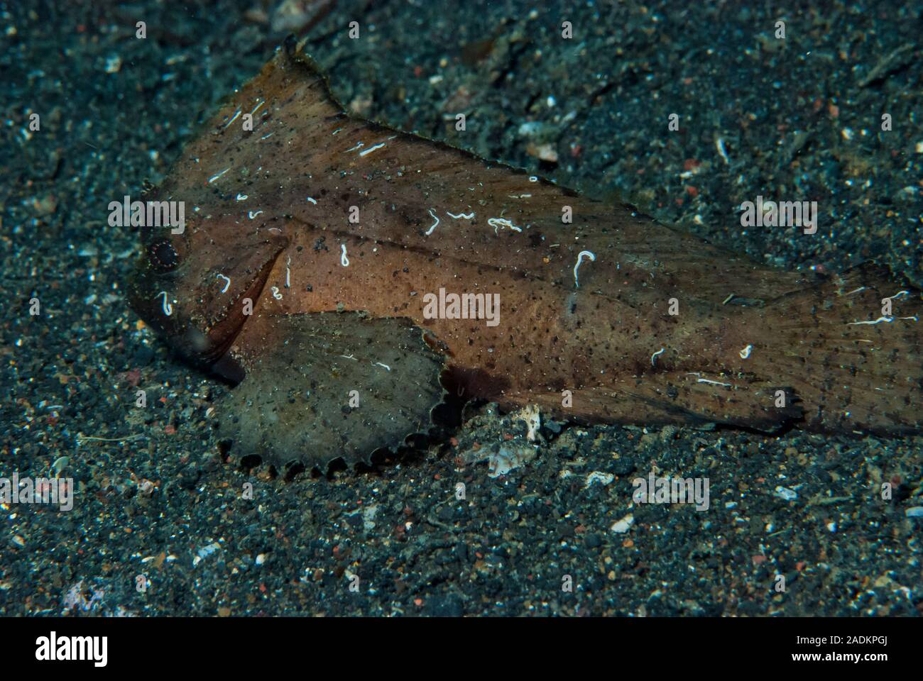 Spiny Waspfish Ablabys macracanthus Stock Photo - Alamy