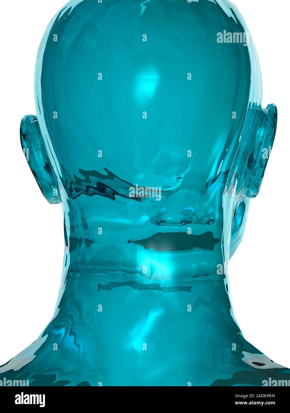 Human head. Computer artwork of the rear view of a human head, showing ...
