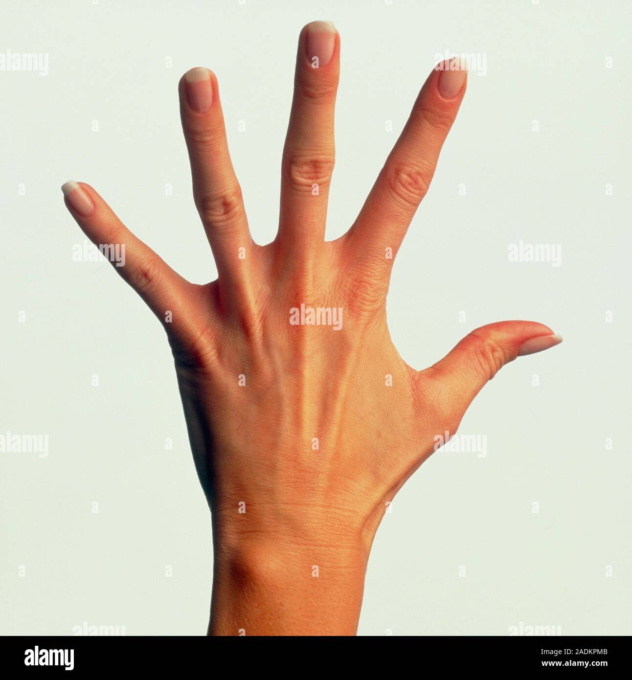 Healthy hand. Top view of the hand of a woman, with fingers spread out ...