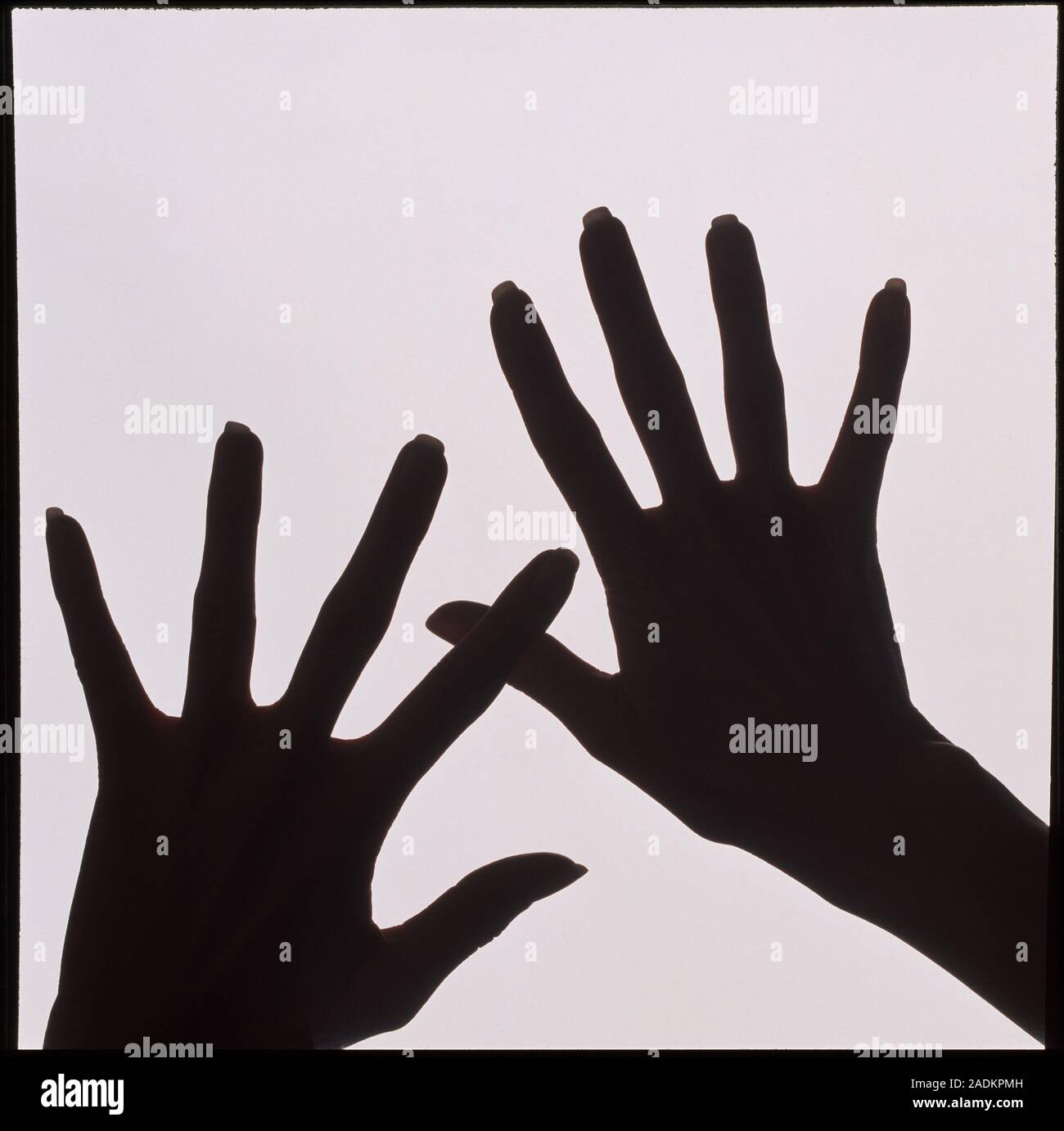 Fingers. Silhouette of a woman's two hands with the fingers held wide ...