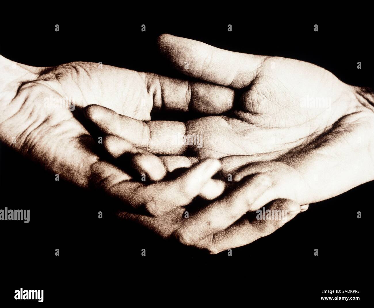 Cupped hands. Front view of cupped hands held together, both palms held ...