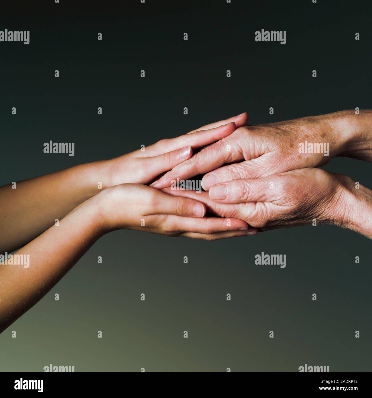 Generations. Hands of a child clasping the hands of an older person ...