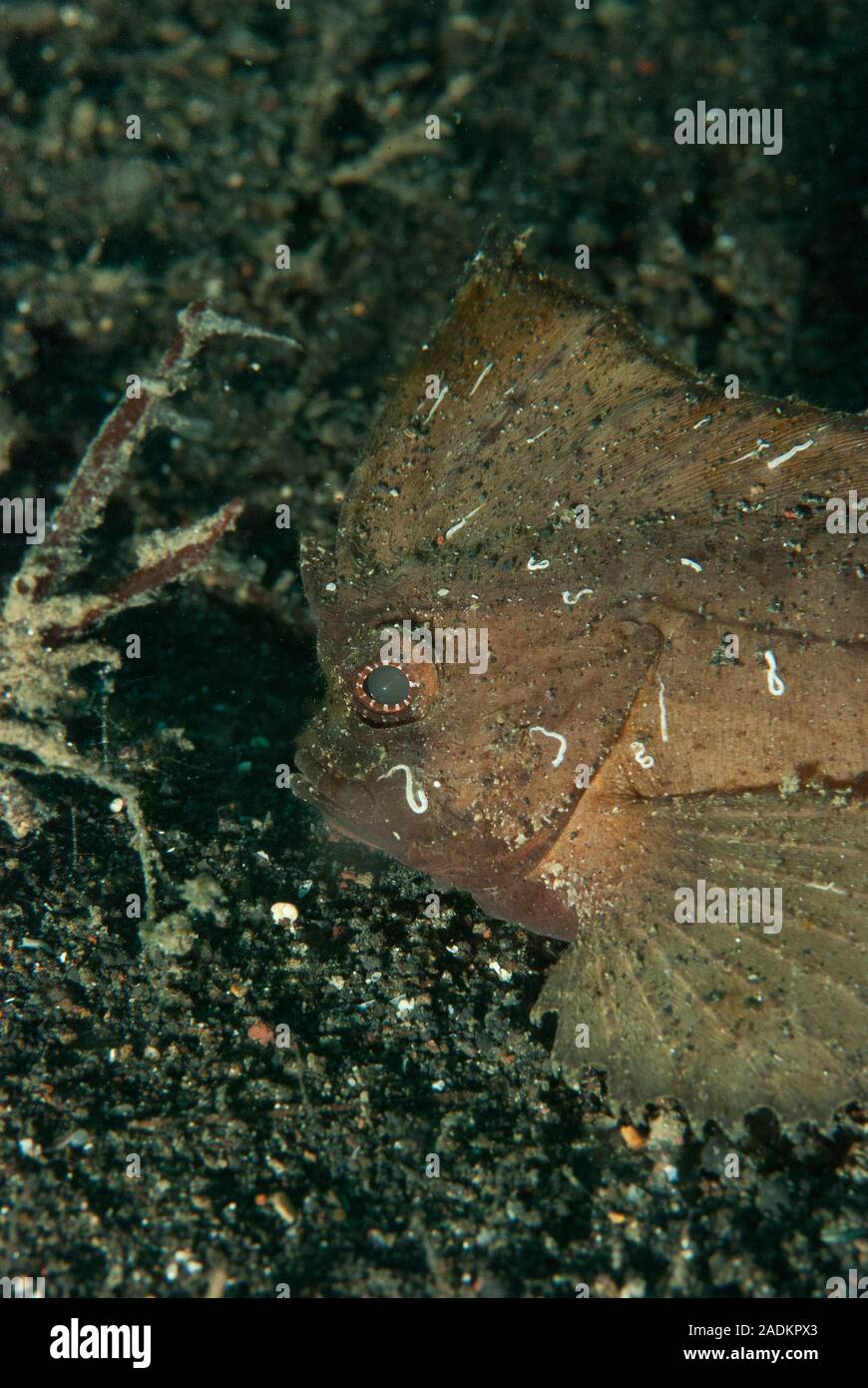 Spiny Waspfish Ablabys macracanthus Stock Photo - Alamy