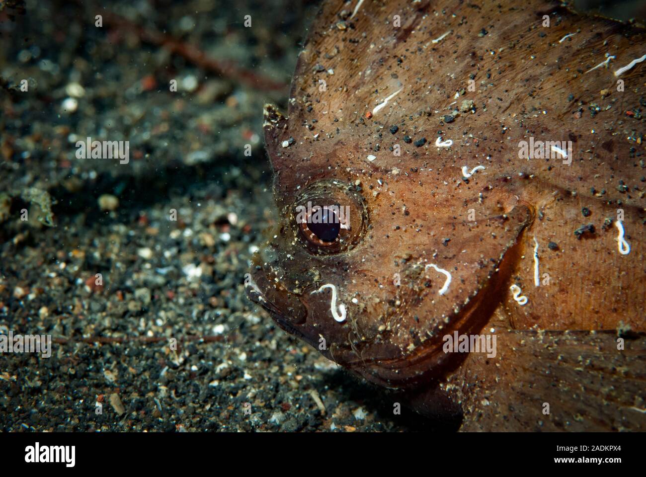 Spiny Waspfish Ablabys macracanthus Stock Photo - Alamy