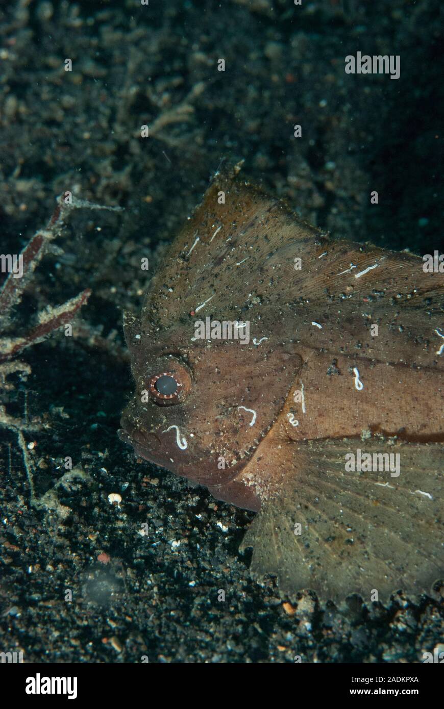 Spiny Waspfish Ablabys macracanthus Stock Photo - Alamy