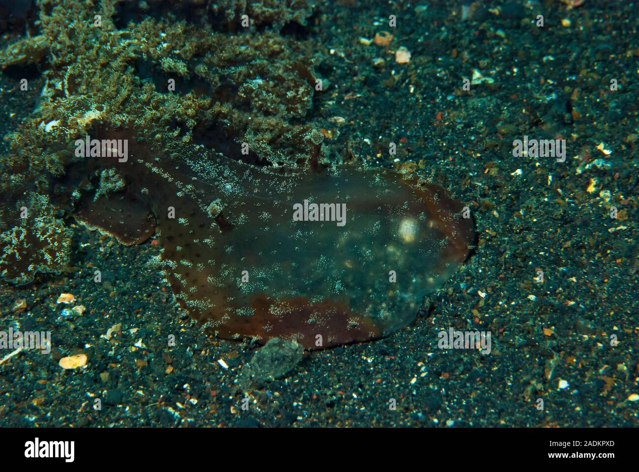 Melibe High Resolution Stock Photography and Images - Alamy