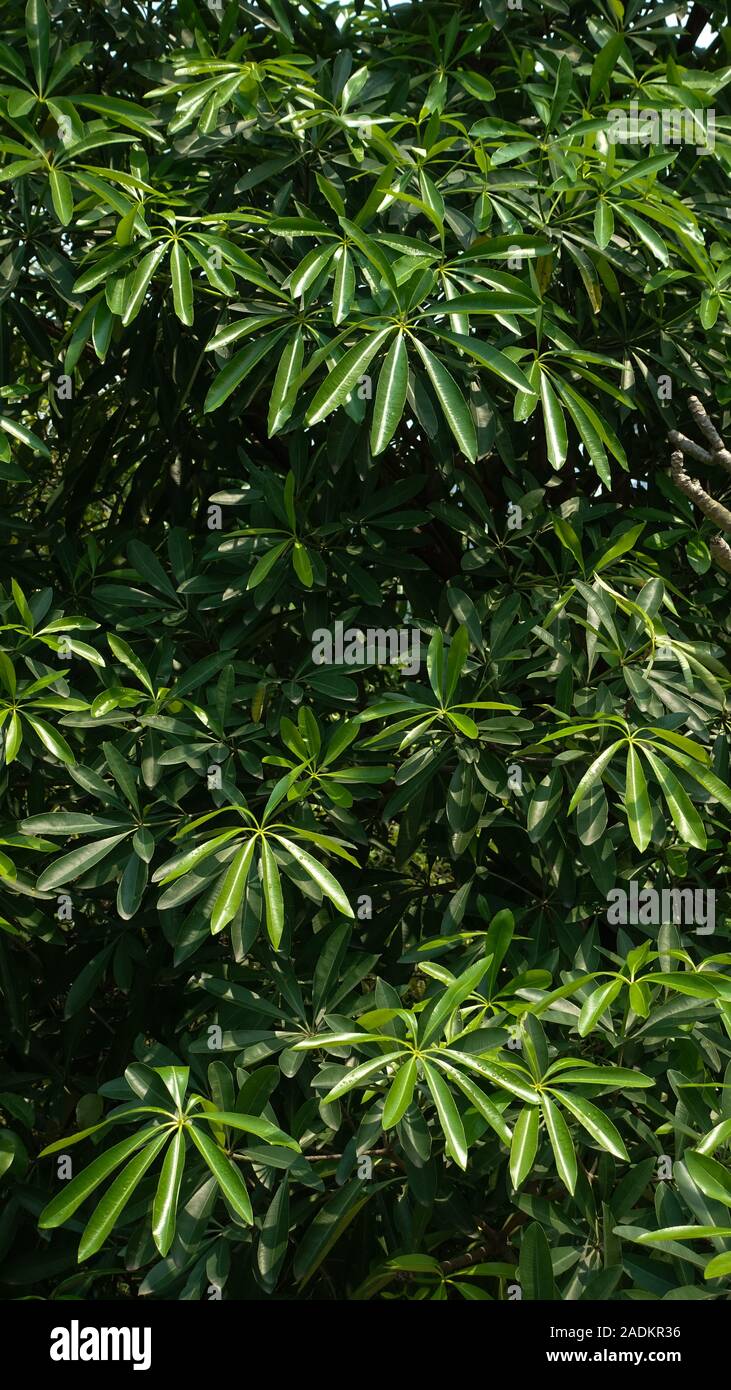A tree with many leaves in Vietnam Stock Photo - Alamy