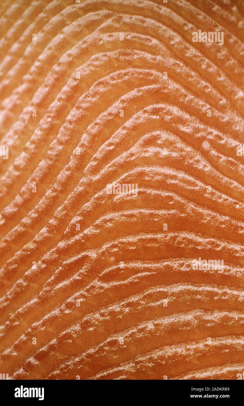 Fingerprint. Macrophotograph of the index finger of a young male human ...
