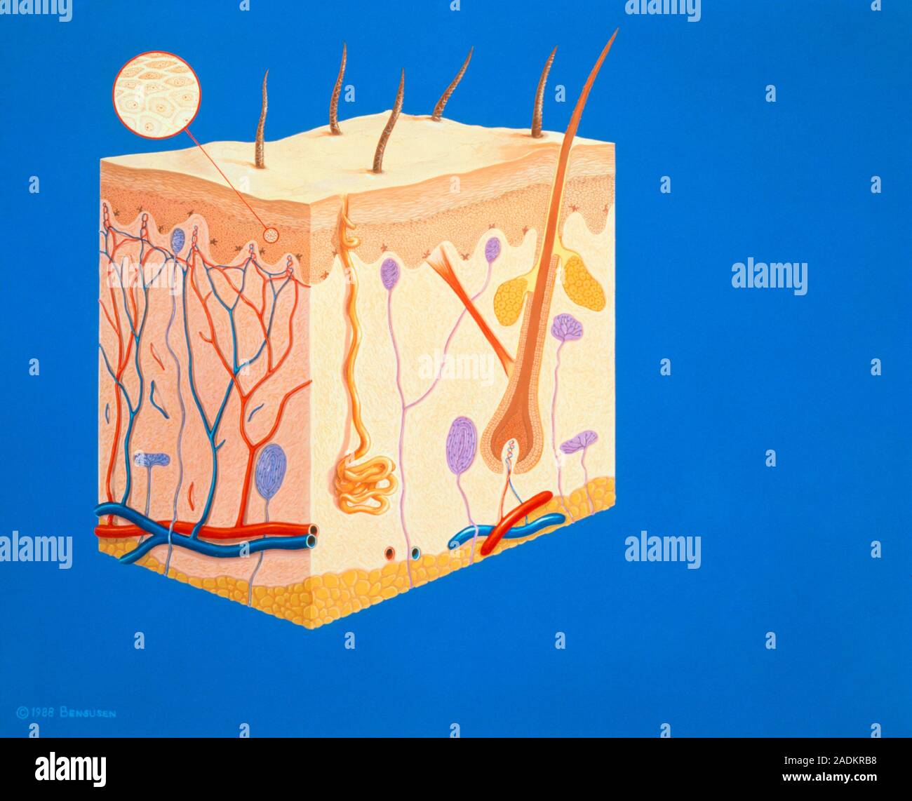 Illustration showing a cross-section through the human skin. The outer ...