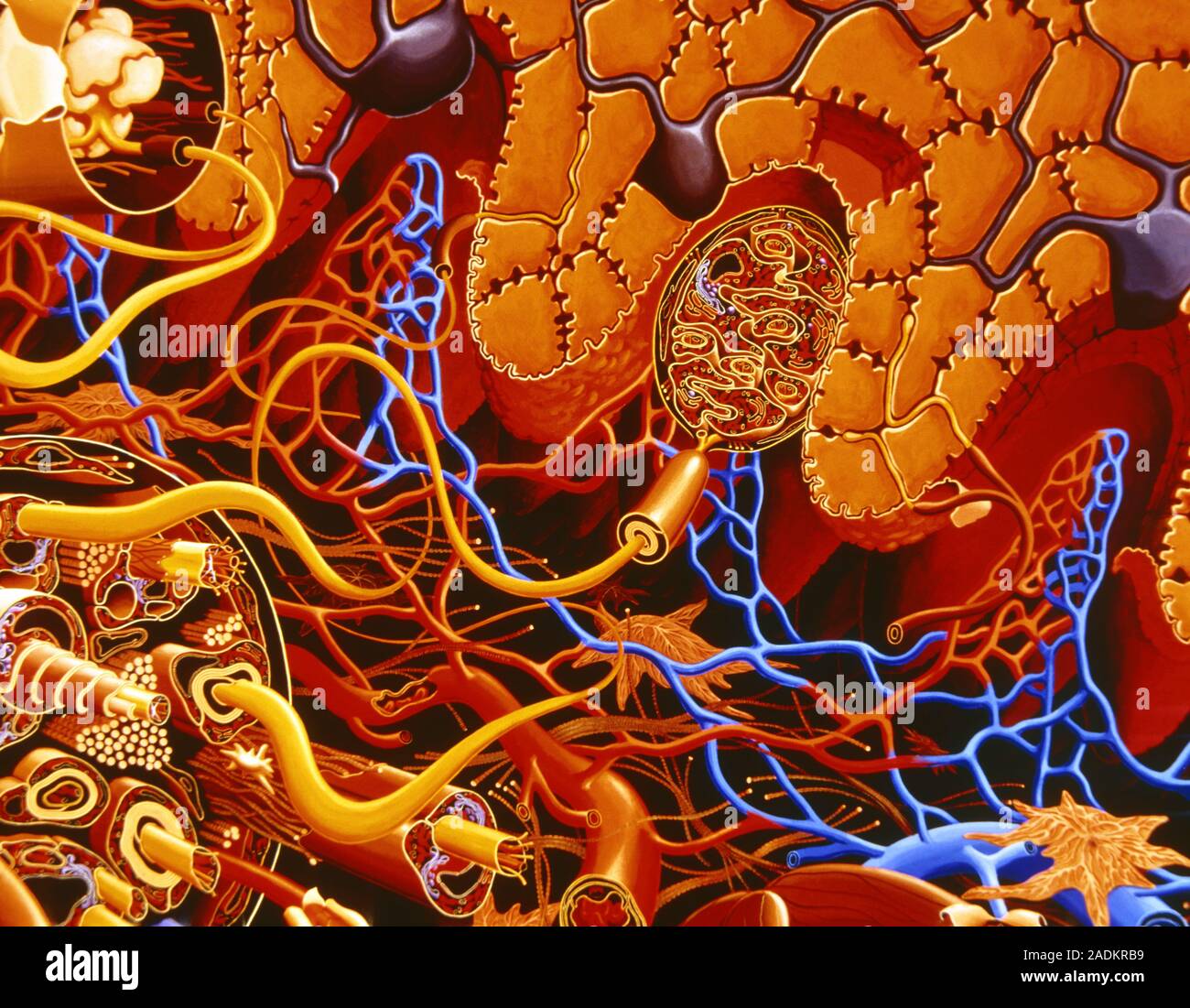 Illustration of a section through human skin, showing the location of a ...