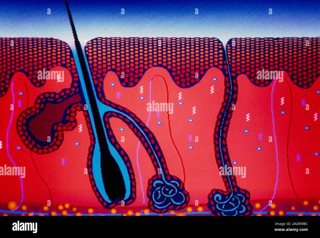 Illustration showing a cross-section through human skin. The outer ...