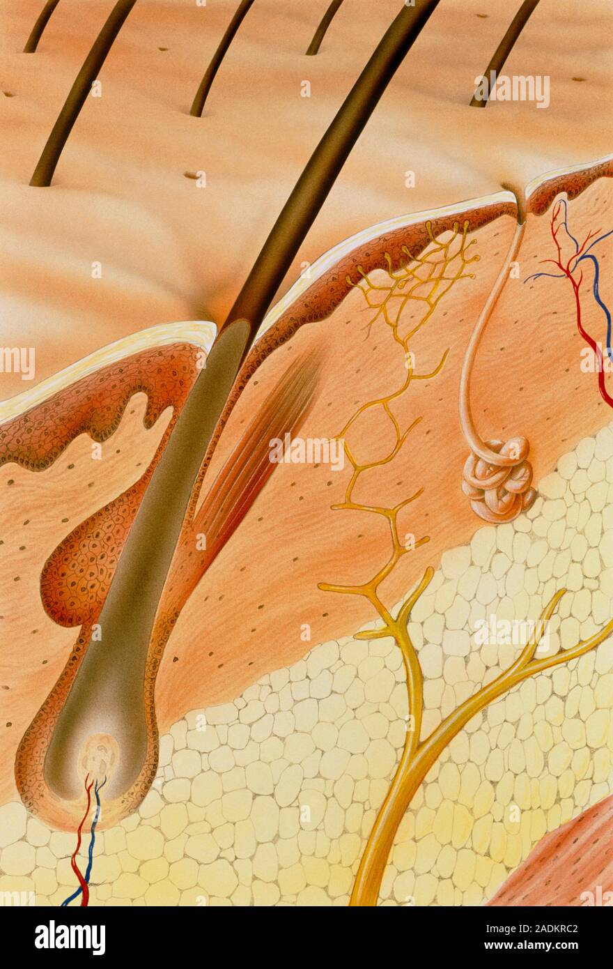 Healthy skin. Illustration of a section through skin. At top is the ...