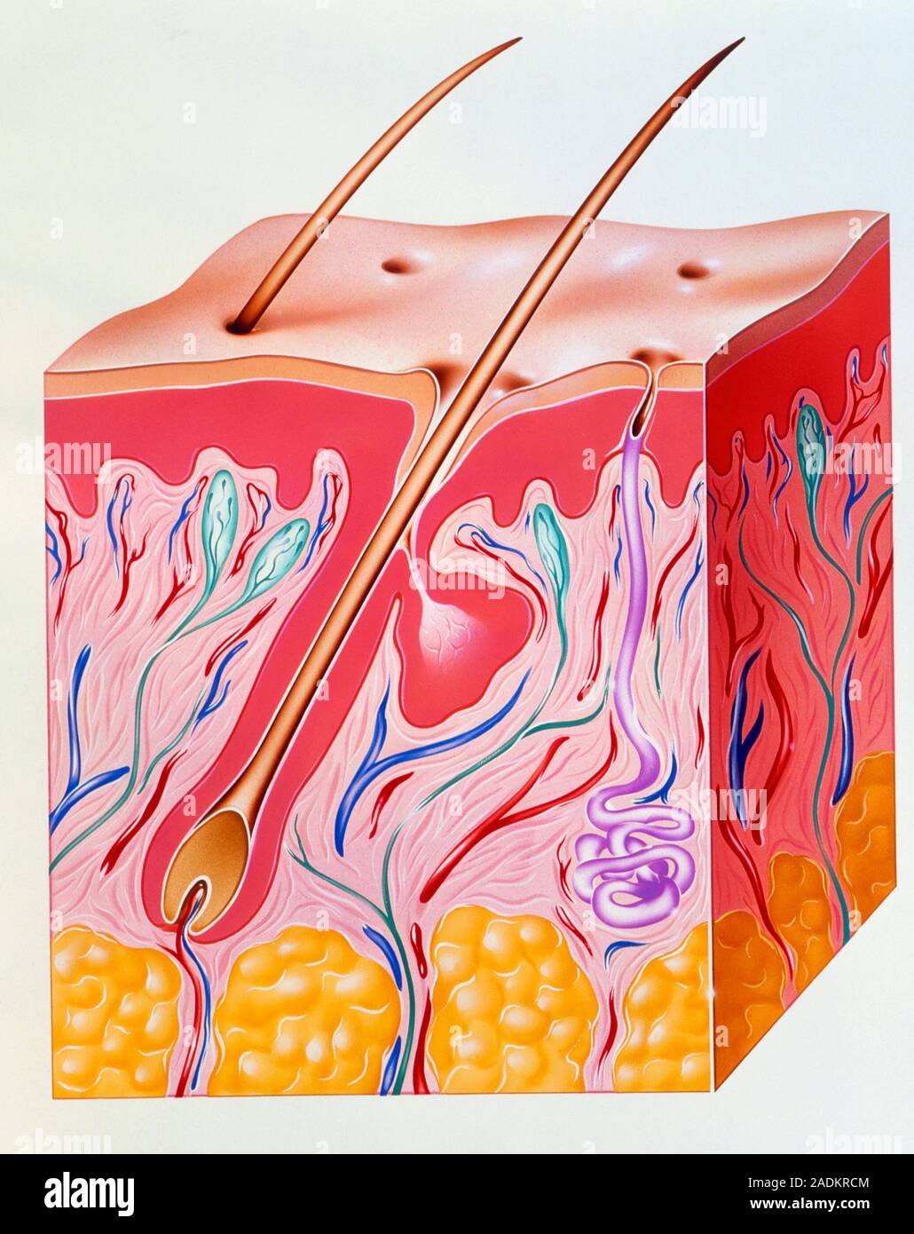 Skin. Artwork showing a section of human skin. A hair (brown) can be ...