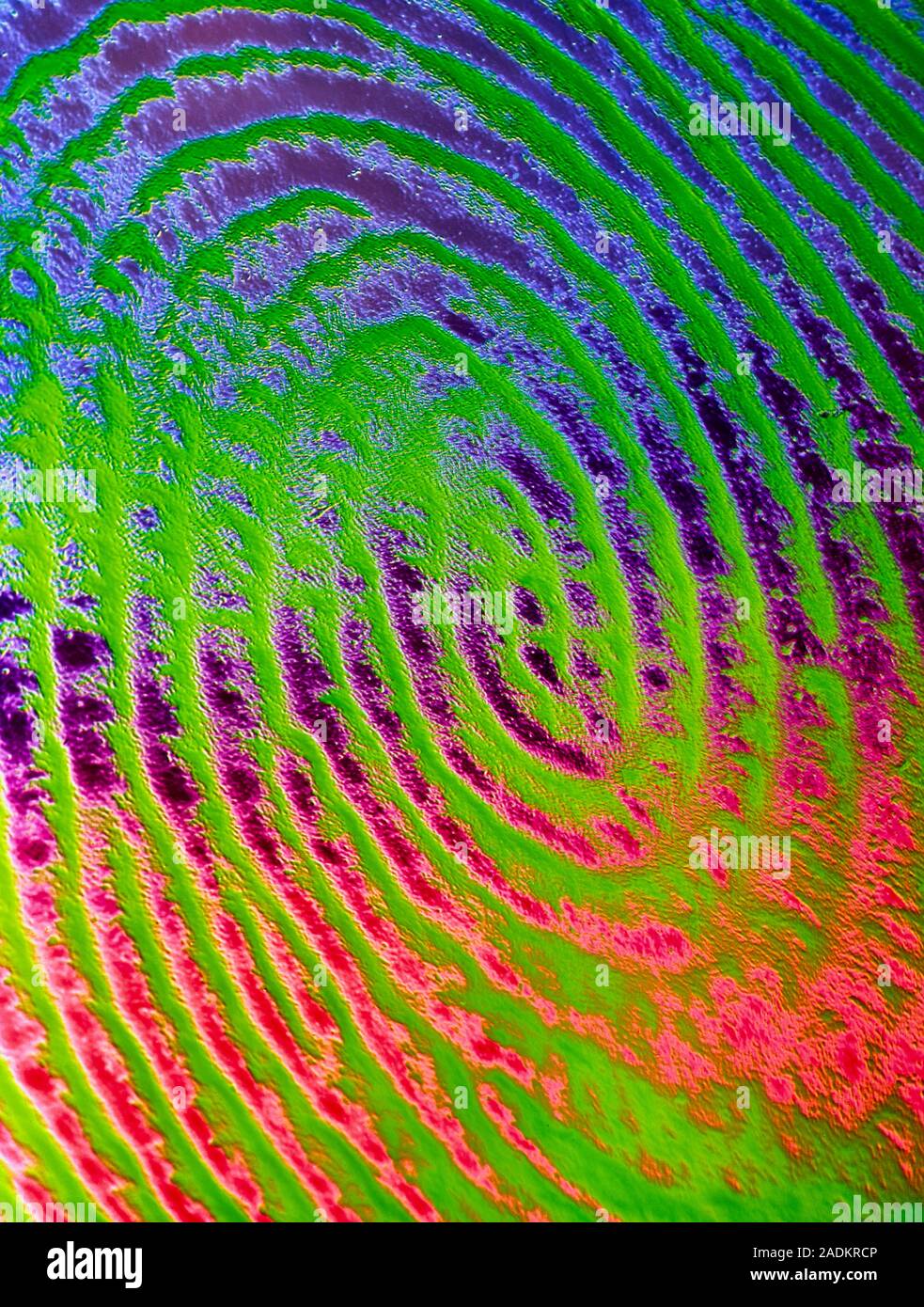 Fingerprint. Coloured scanning electron micrograph (SEM) of part of a ...