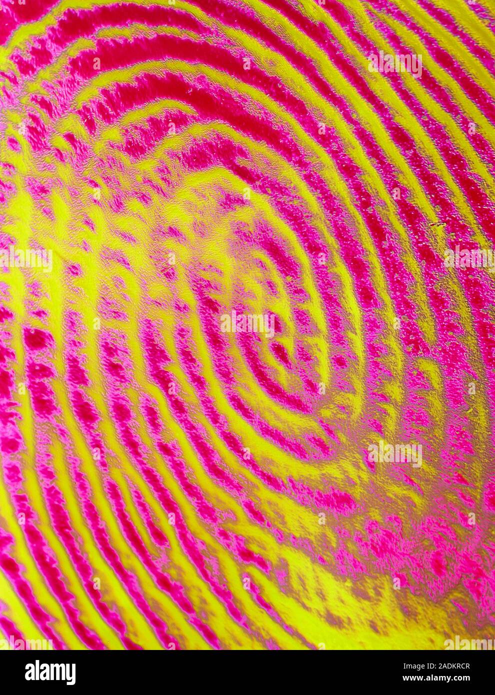 Fingerprint. Coloured scanning electron micrograph (SEM) of part of a ...