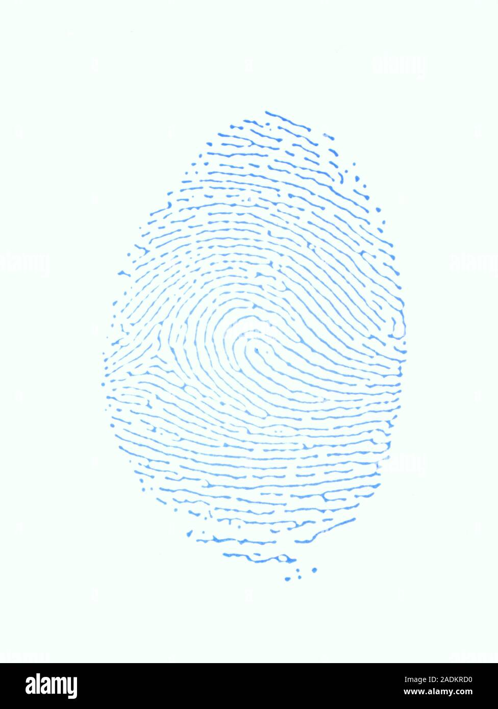 Fingerprint. View of a human fingerprint. It shows the details of skin ...
