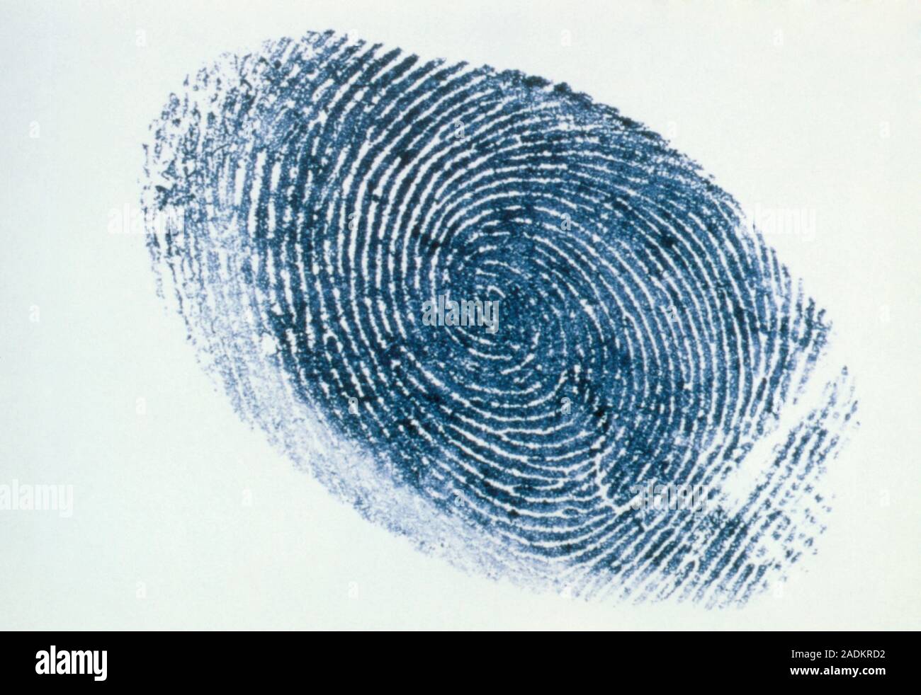Fingerprint. View of a human fingerprint. It shows the details of skin ...