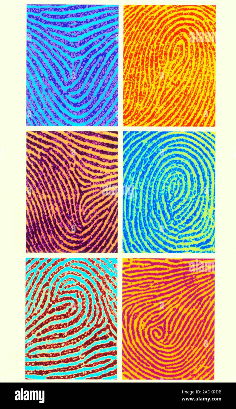 Fingerprints. Computer illustration of coloured fingerprints ...