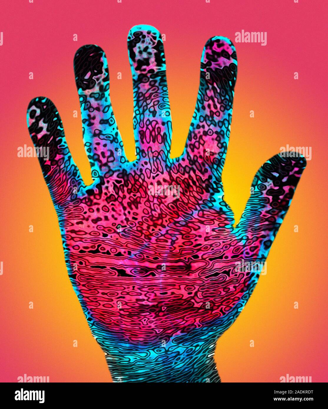 Hand. Computer illustration of a healthy human hand overlaid with a ...