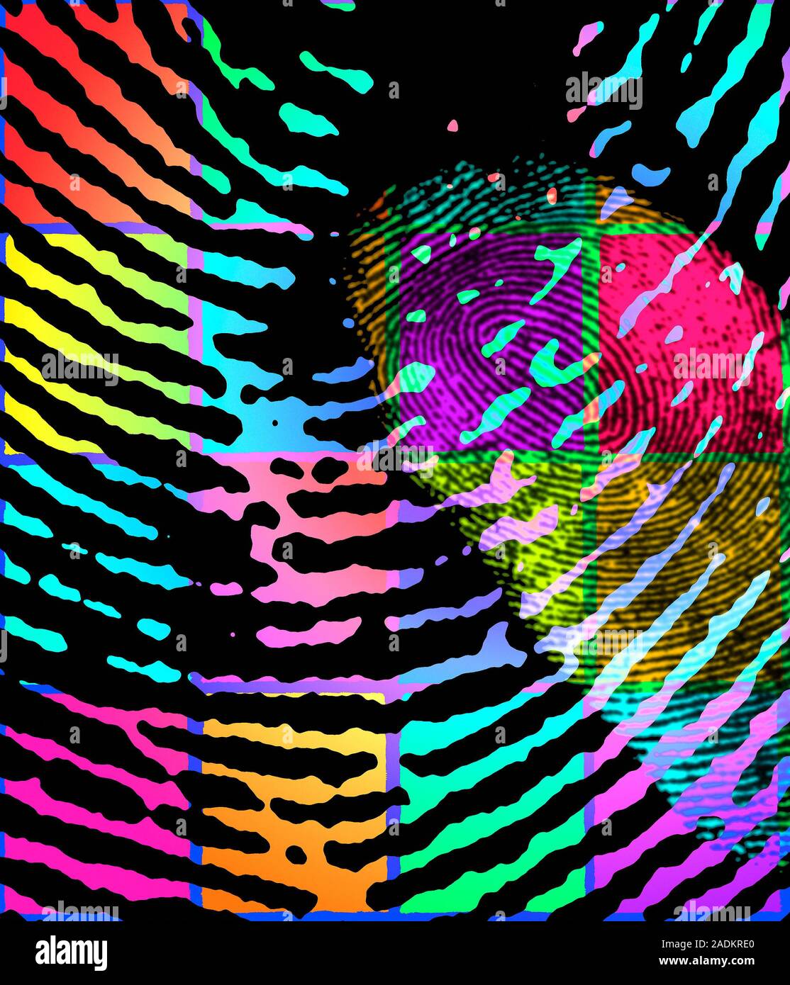 Fingerprints. Computer illustration of two coloured fingerprints, one ...