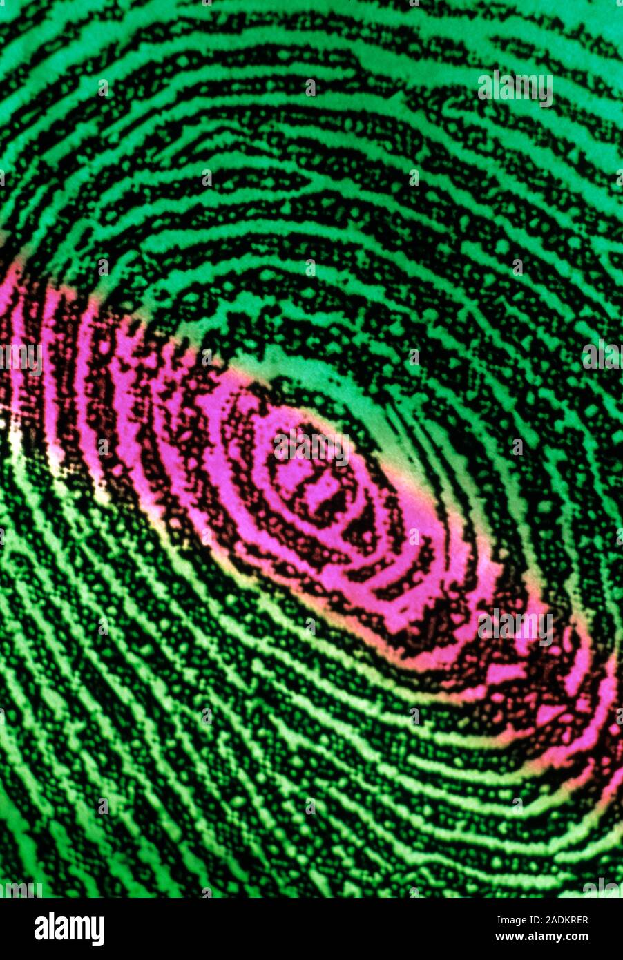 Human fingerprint. Computer artwork of a human fingerprint. The print ...