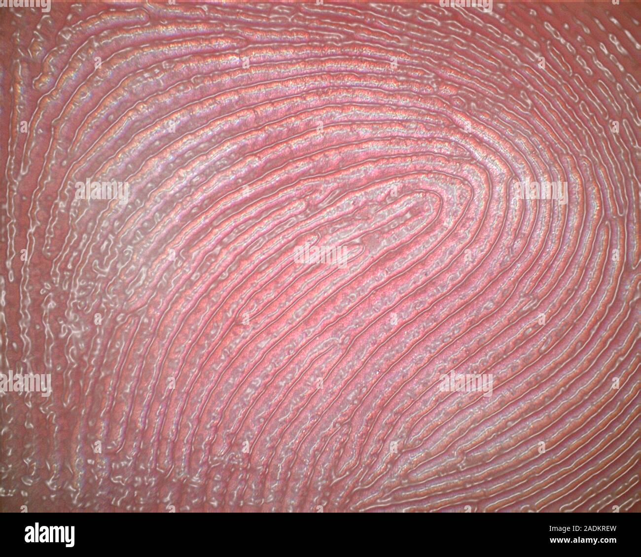 Fingerprint. Computer-enhanced close-up of the ridges of skin that form ...
