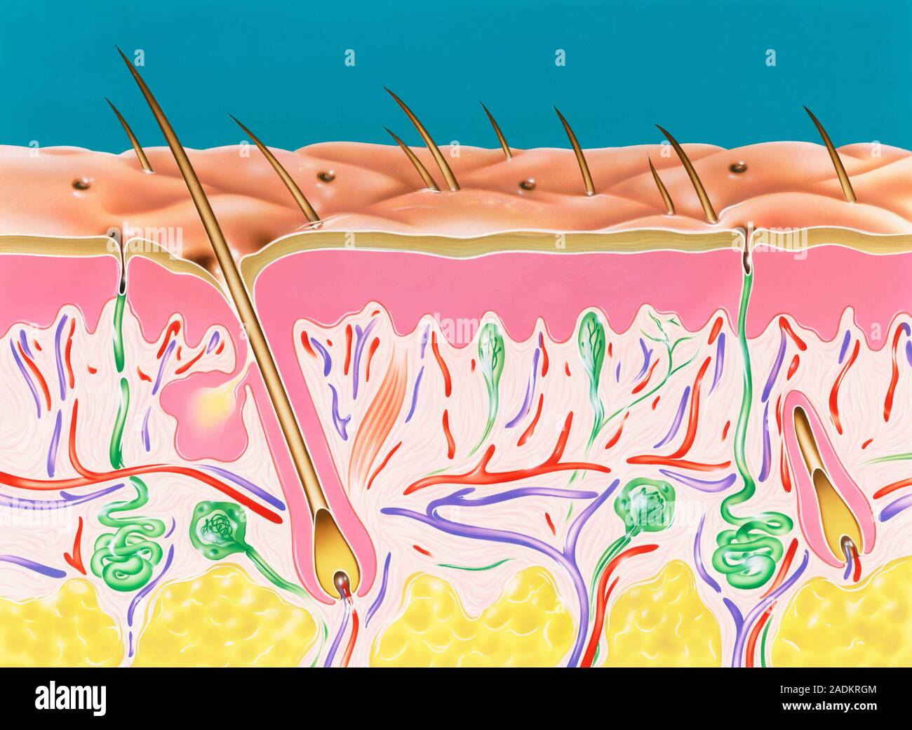 Skin. Artwork of a section of human skin. A fully developed hair ...
