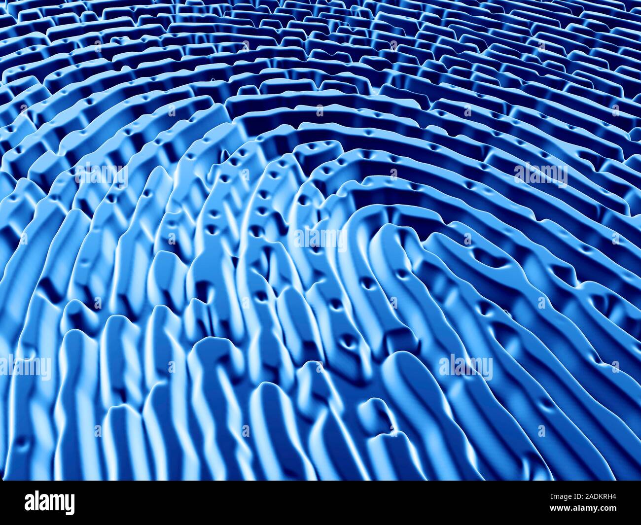Fingerprint. Computer artwork of a 3-D human fingerprint. A fingerprint ...