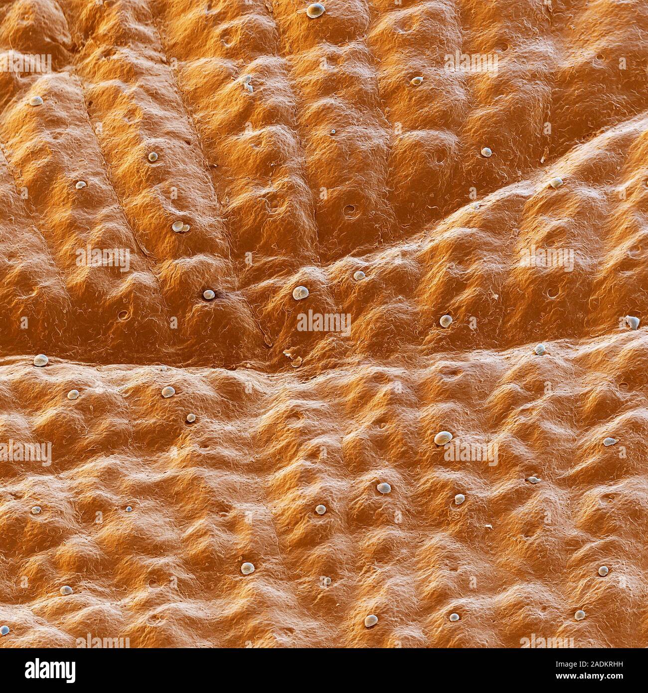 Sweat pores. Coloured scanning electron micrograph (SEM) of sweat ...