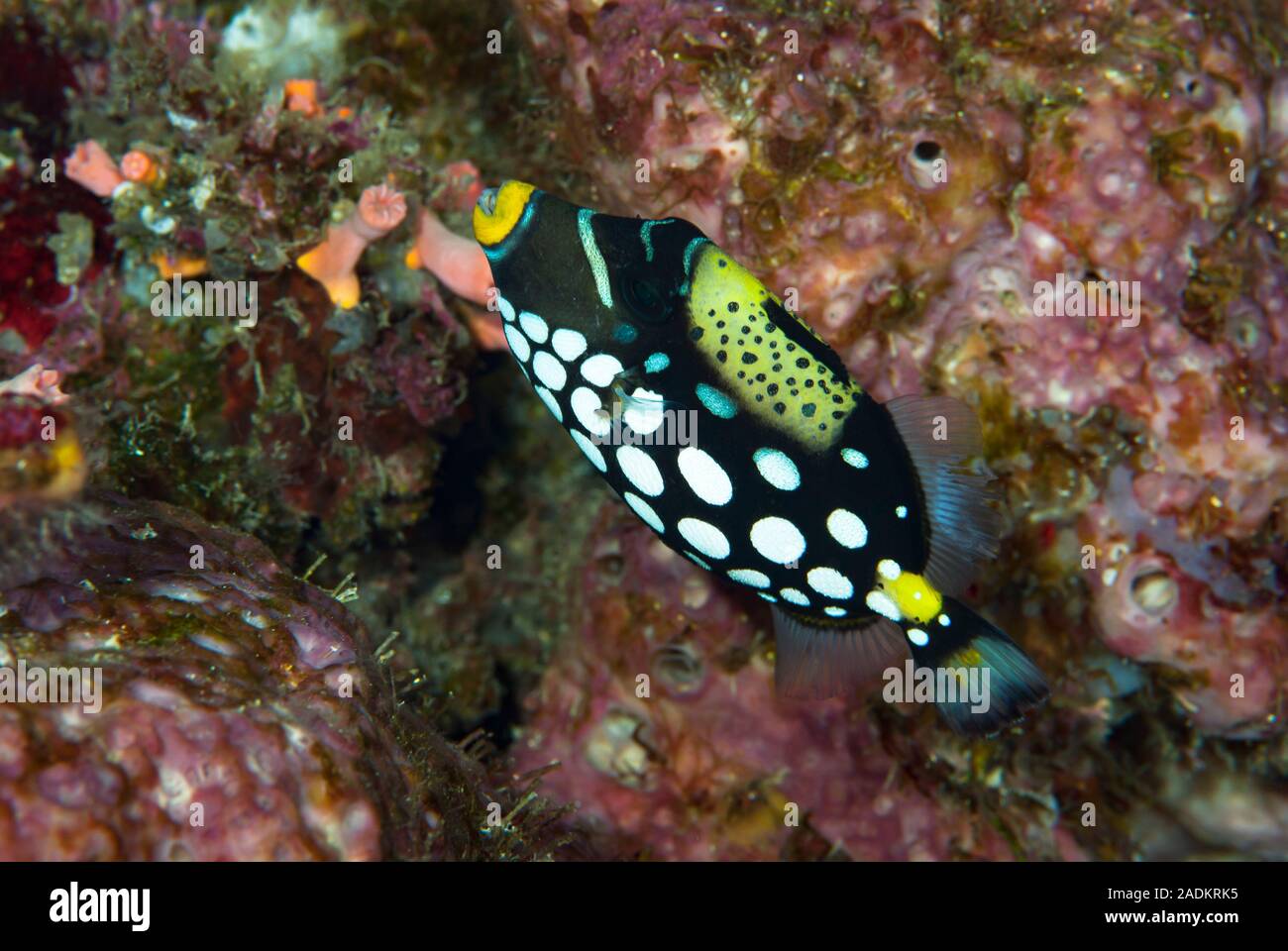 Clown Triggerfish Balistoides conspicillum Stock Photo - Alamy