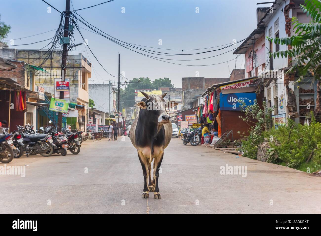 Indian cow hi-res stock photography and images - Alamy