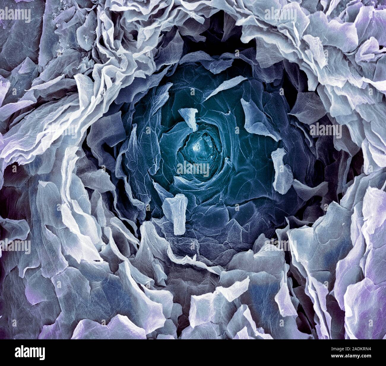 Sweat pore, coloured scanning electron micrograph (SEM). A sweat gland ...