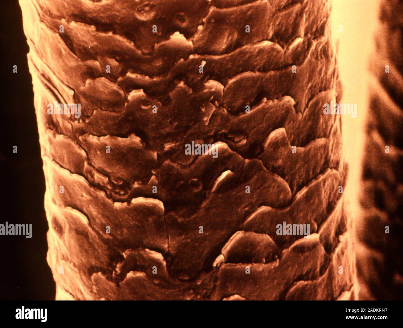 False-colour scanning electron micrograph (SEM) of a human hair ...