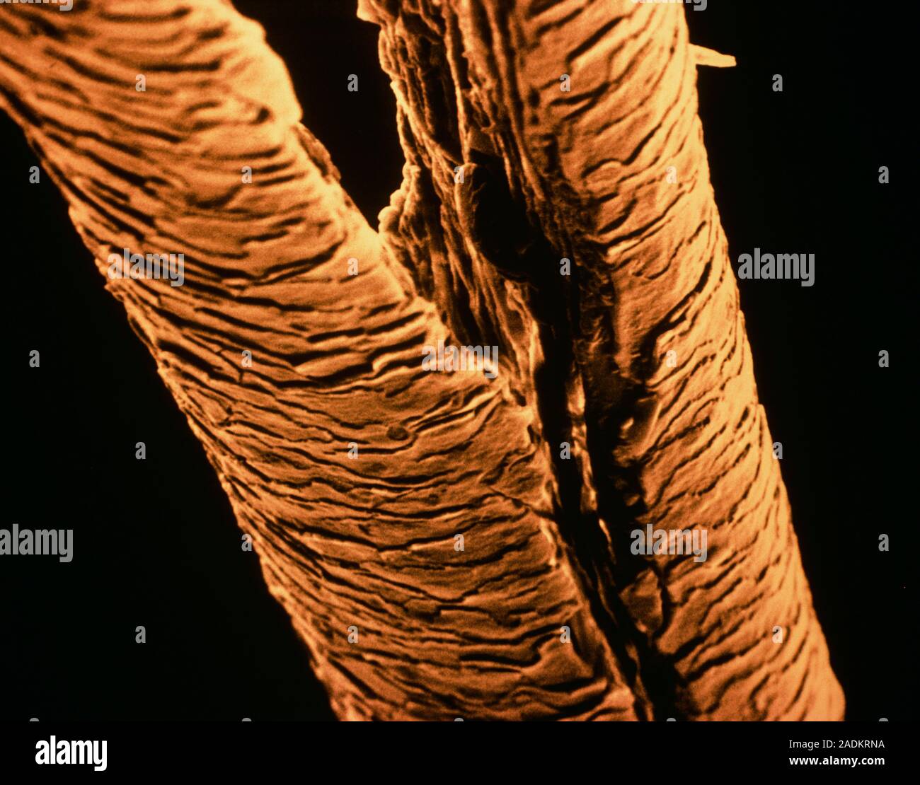 False-colour scanning electron micrograph of a split human hair from ...